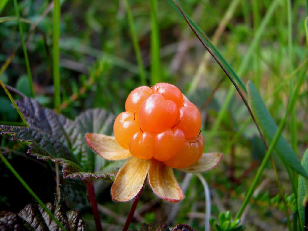 Multer reklamerer ikke - Apeland